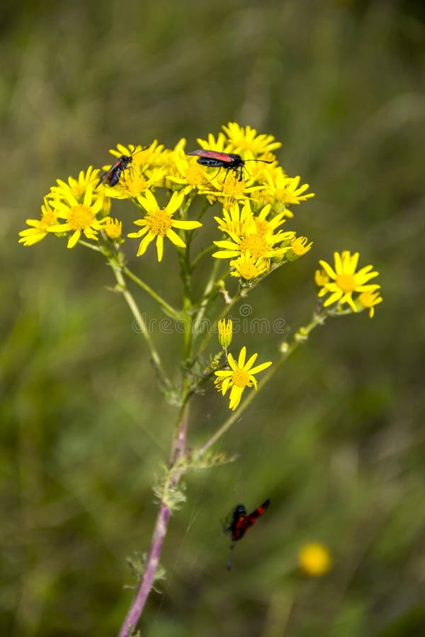 Indecora Stock Photos - Free & Royalty-Free Stock Photos from Dreamstime