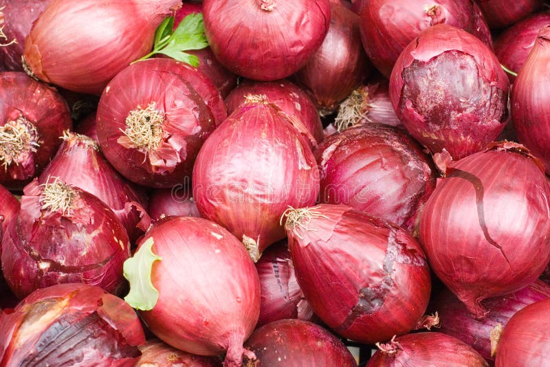 Red bulb onion stock photo. Image of farm, culinary, healthful - 3426618