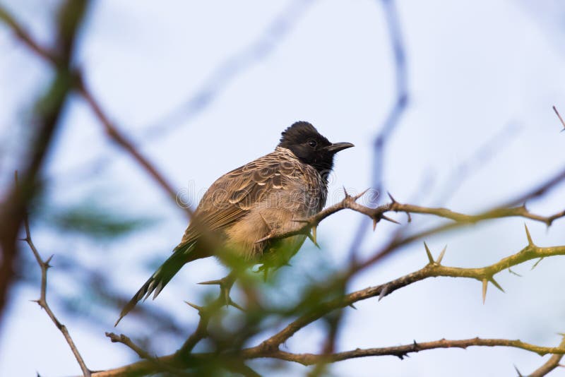 Red Bulbul, Resting on the Tree Top Stock Photo - Image of asian, cute ...