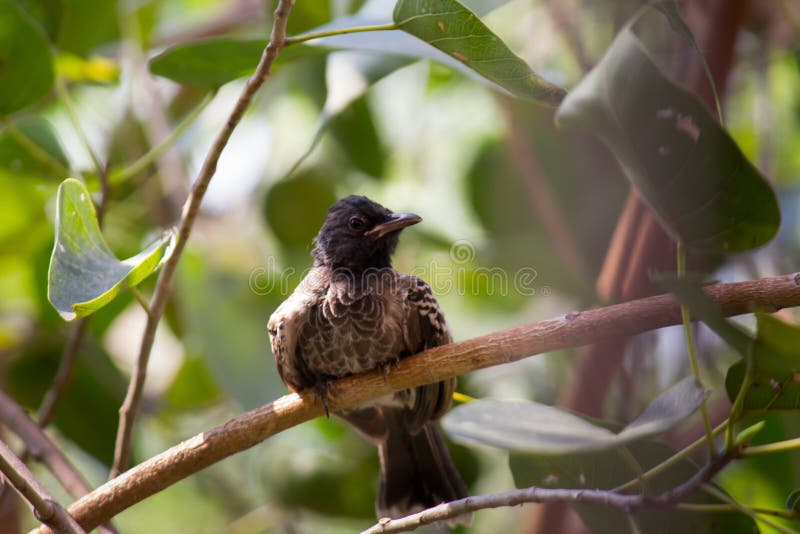 Red Bulbul, Taking Rest on the Tree Top after a Long Flight, during ...