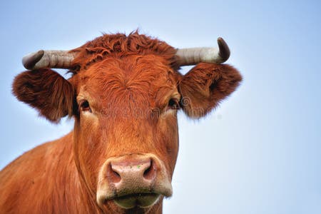 Red bull stock photo. Image of heifer, holland, calf - 21290732
