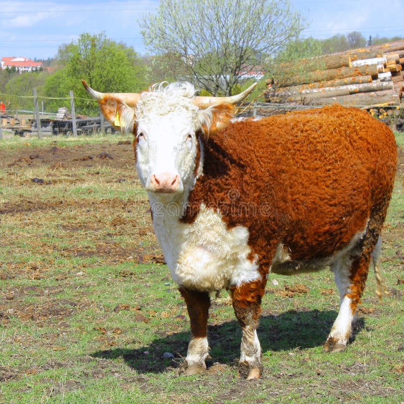 Red bull stock image. Image of cattle, mammal, farming - 23825489