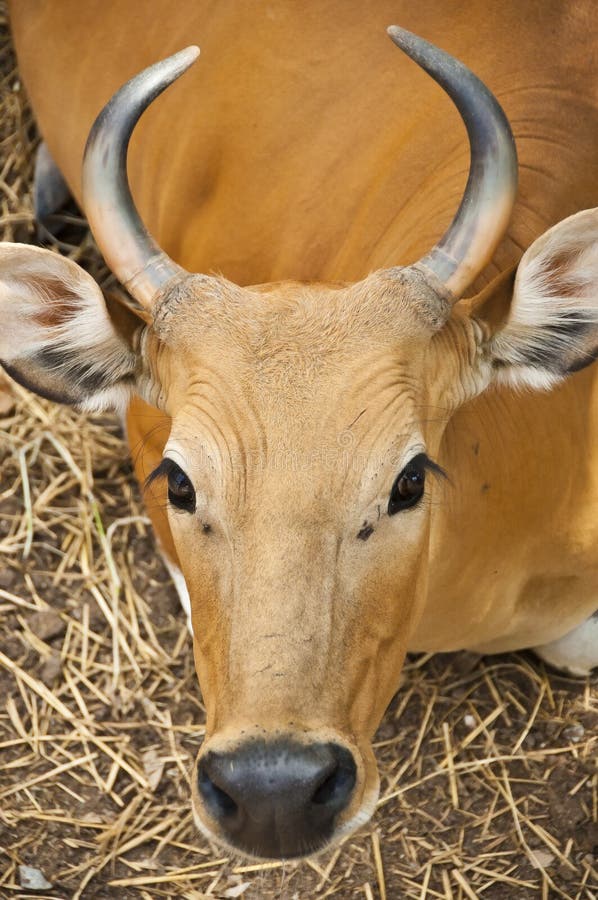 Red bull. stock image. Image of cattle, horns, green - 31523451