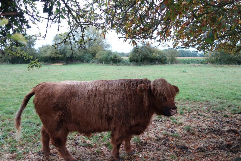 Red bull in a Field stock photo. Image of bull, field - 160100872