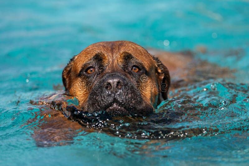 Red Bull Mastiff Swimming in a Pool Stock Photo - Image of water ...