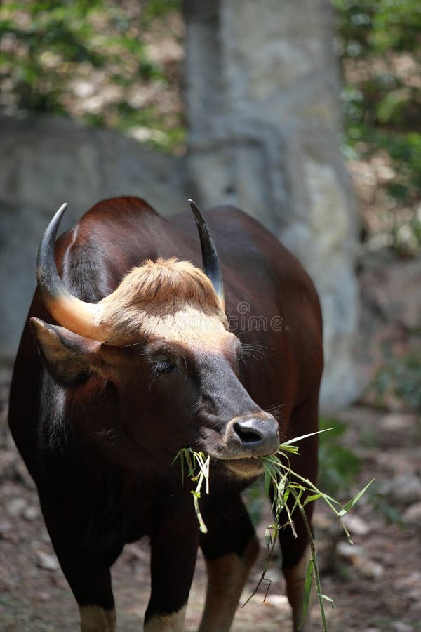 Red bull stock photo. Image of muscle, resting, farm - 42018448