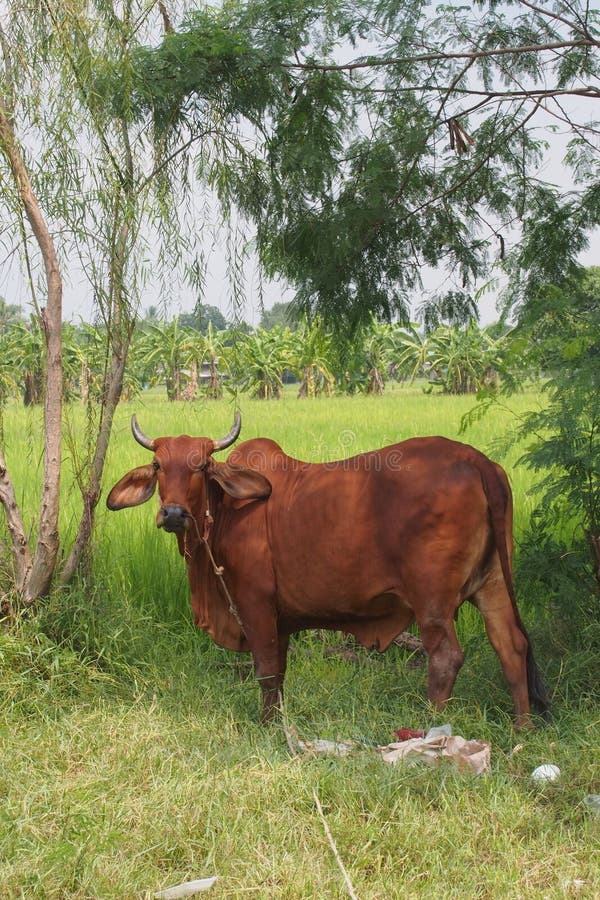 Red bull standing stock photo. Image of farm, nature - 45627992