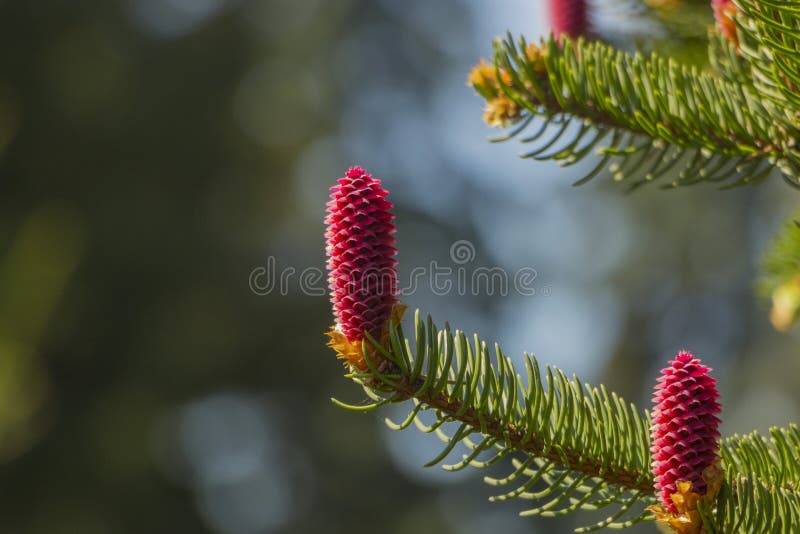 Red Bumps on the Young Branches of a Fir Tree, Close Up Stock Image ...
