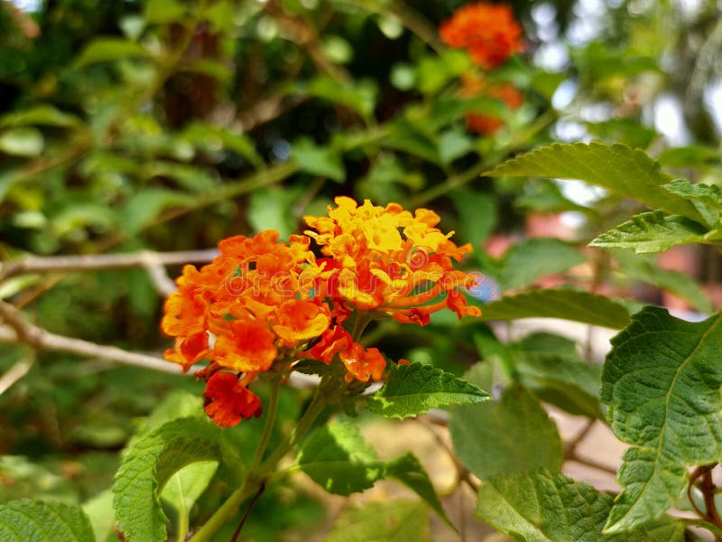 Red bunch stock image. Image of bunch, flower, macro - 185144645