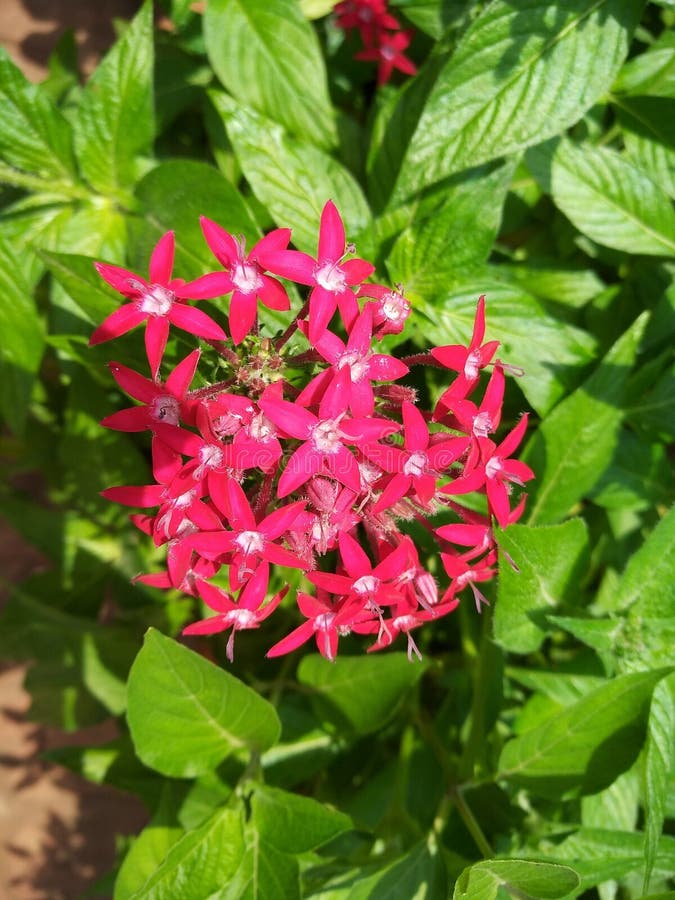 Red bunch of small flowers stock image. Image of green - 99817363