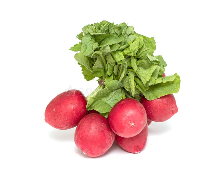 Red bunch of radish stock photo. Image of nature, healthy - 187706682