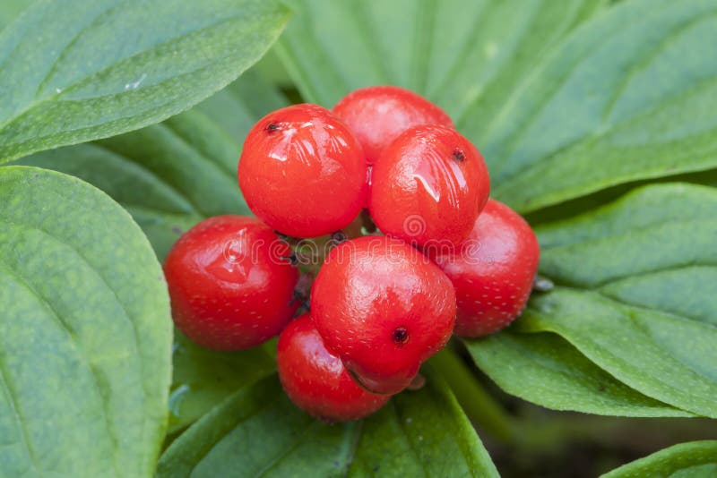 Red bunchberry stock image. Image of macro, wild, edible - 35032507