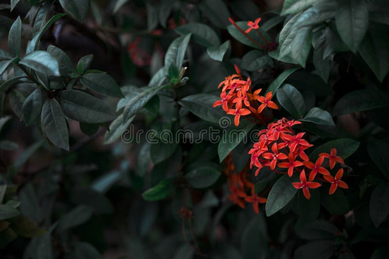 The Red Bunches of Flowers in Garden Stock Photo - Image of blossom ...
