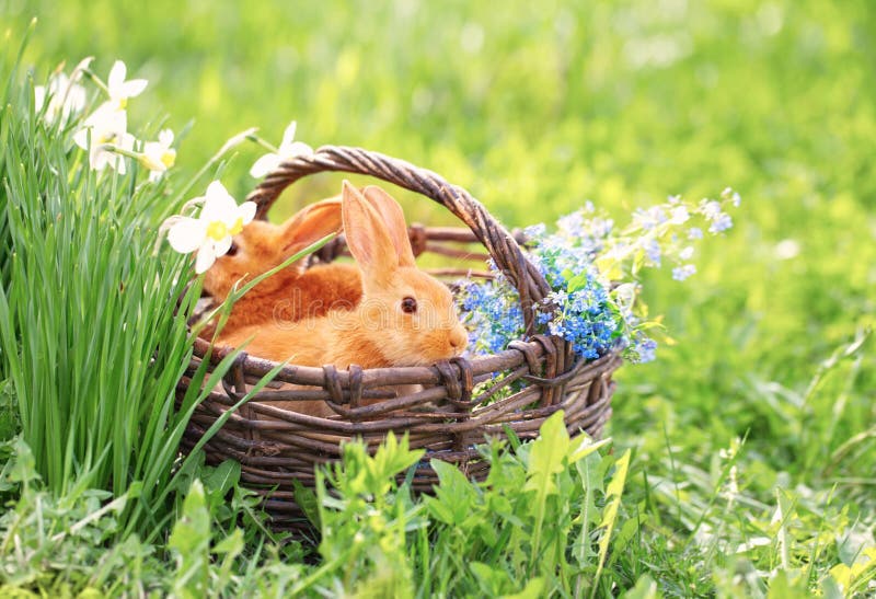Bunnies in basket stock image. Image of bunnie, gift - 51806671