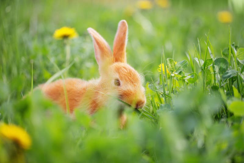 Red bunny in grass stock image. Image of brown, outdoors - 107719015