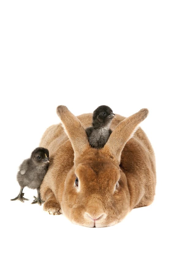 Red Bunny Rabbit with Baby Chicks Isolated on White Stock Image - Image ...