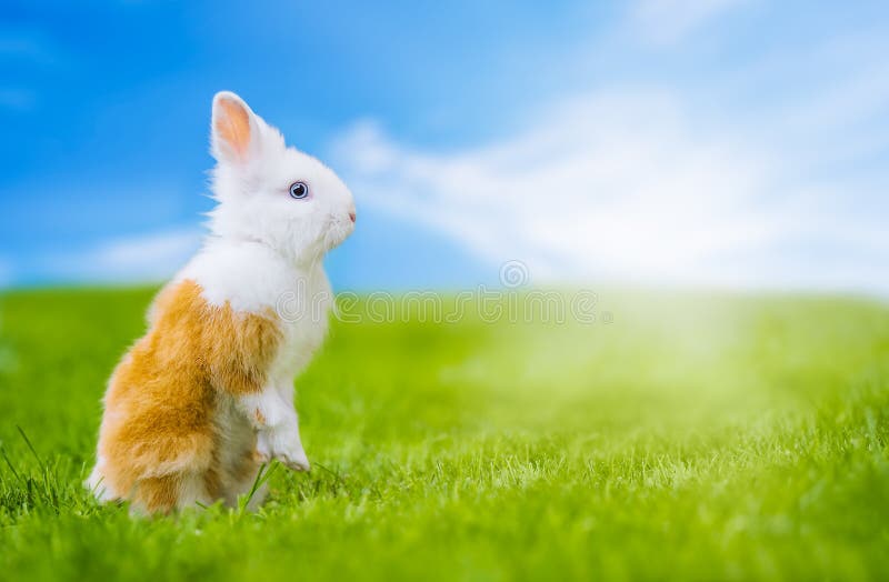 Red Bunny Rabbit Portrait Looking Away on Green Grass and Blue Sky ...