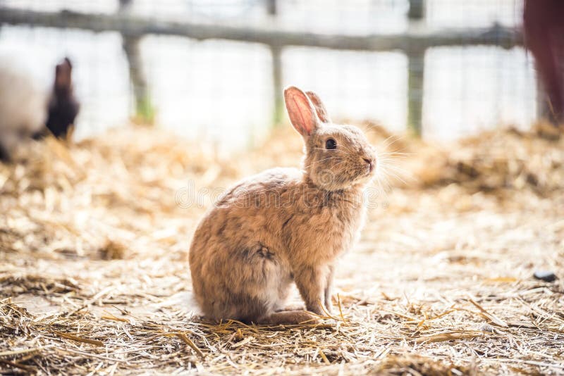 Red Bunny Rabbit Portrait Looking Frontwise To Viewer on Nature ...