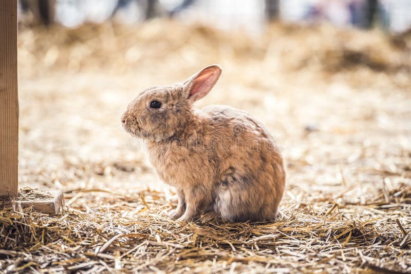 Red Bunny Rabbit Portrait Looking Frontwise To Viewer on Nature ...