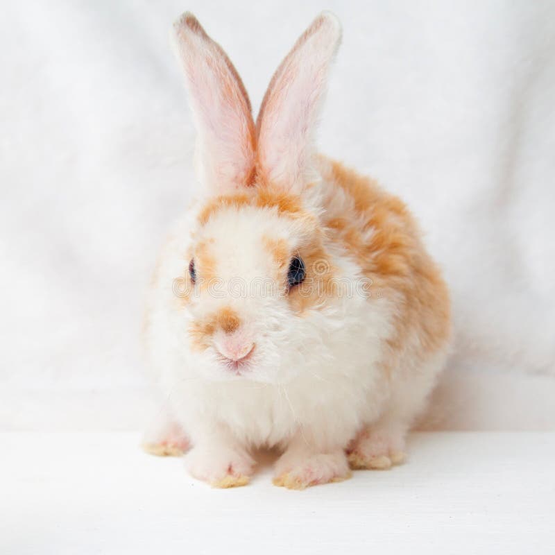 Red Bunny Rabbit Portrait Looking Frontwise To Viewer On White ...
