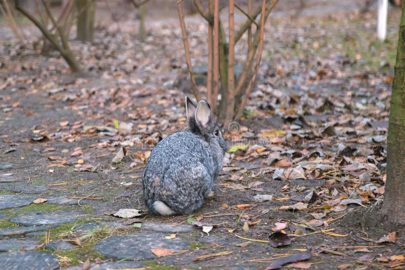 Funnybunny Pixiv Stock Photos - Free & Royalty-Free Stock Photos from ...