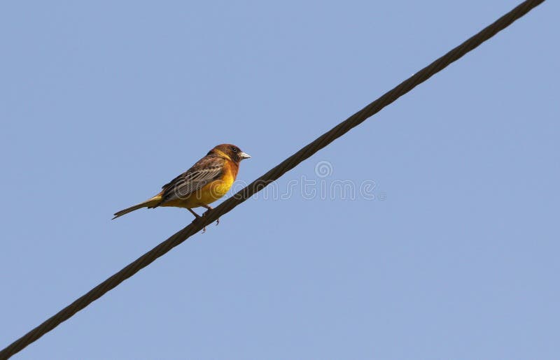 Red Bunting X Black-headed Bunting Hybrid Stock Image - Image of ...