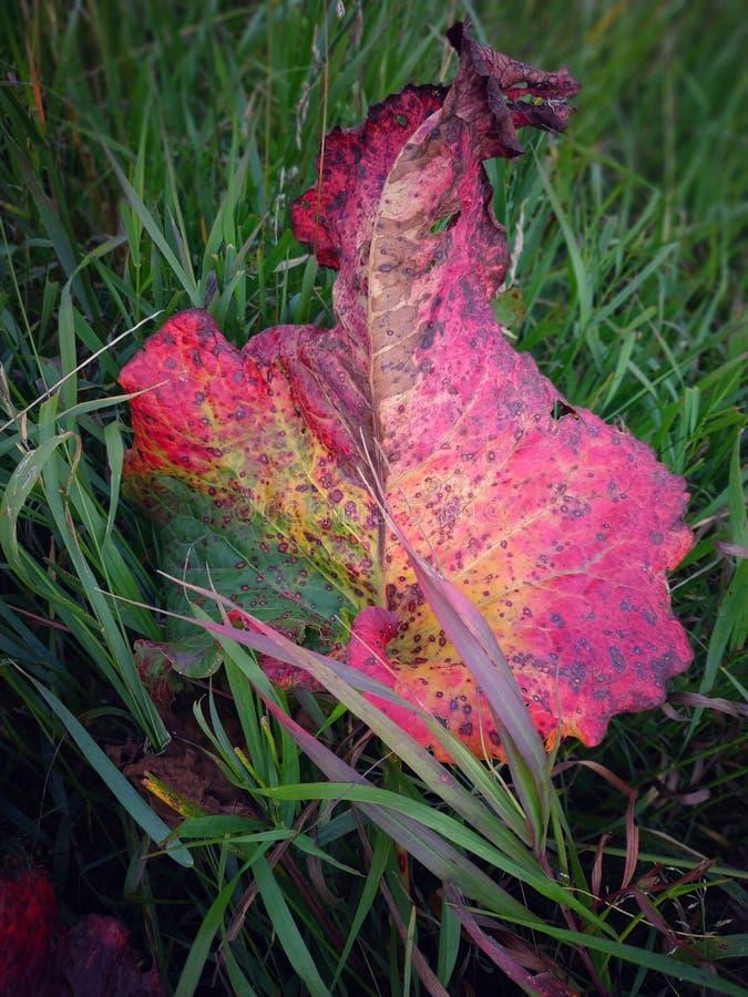 Red burdock leaves stock image. Image of abstract, arvense - 181879245