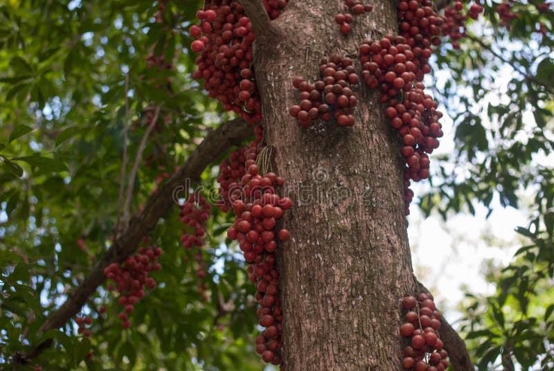 Burmese Grape stock image. Image of nutrition, healthy - 32218065