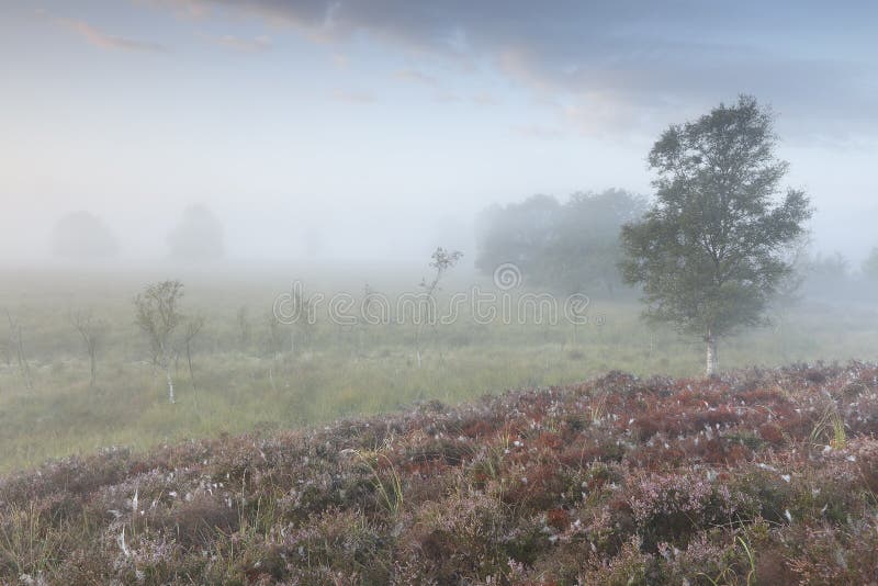 Red Burned Heather by Birch Tree on Hill Stock Photo - Image of ...