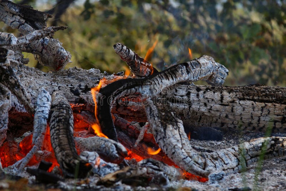 Red Burning Fire Embers Smoulder Burnt Tree Stock Image - Image of ...