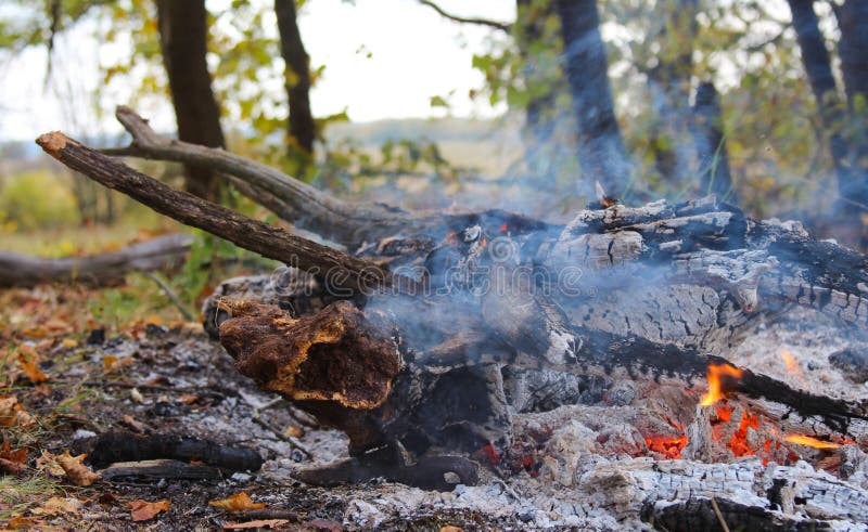 Red Burning Fire Smolders Smolders Burnt Tree Closeup Stock Photo ...