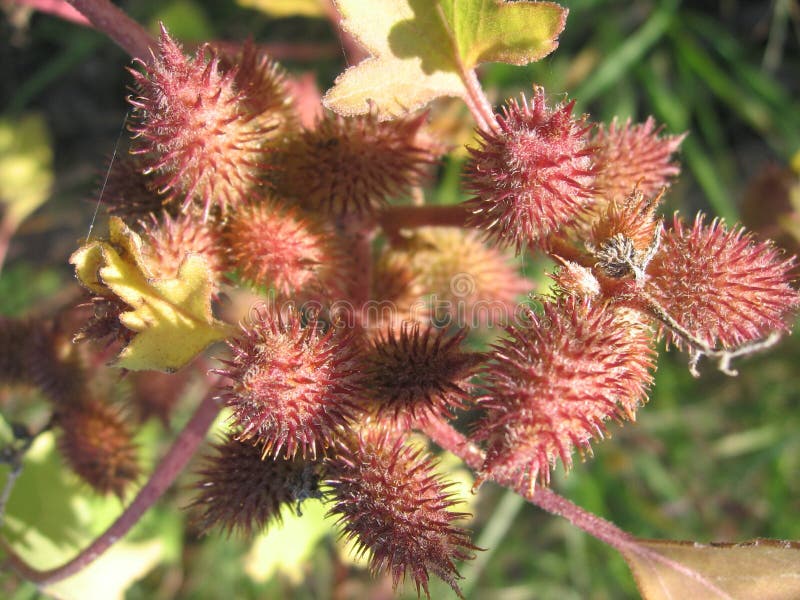Closeup Of Burs In The Autumn Stock Photo - Image of outdoor, brier ...