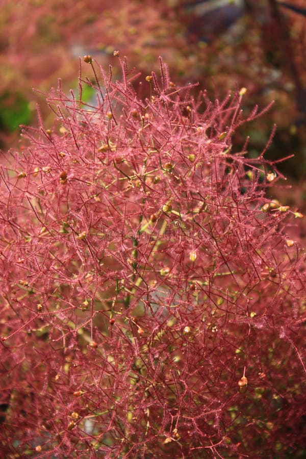 Red bush stock photo. Image of flower, nature, flowering - 14851438