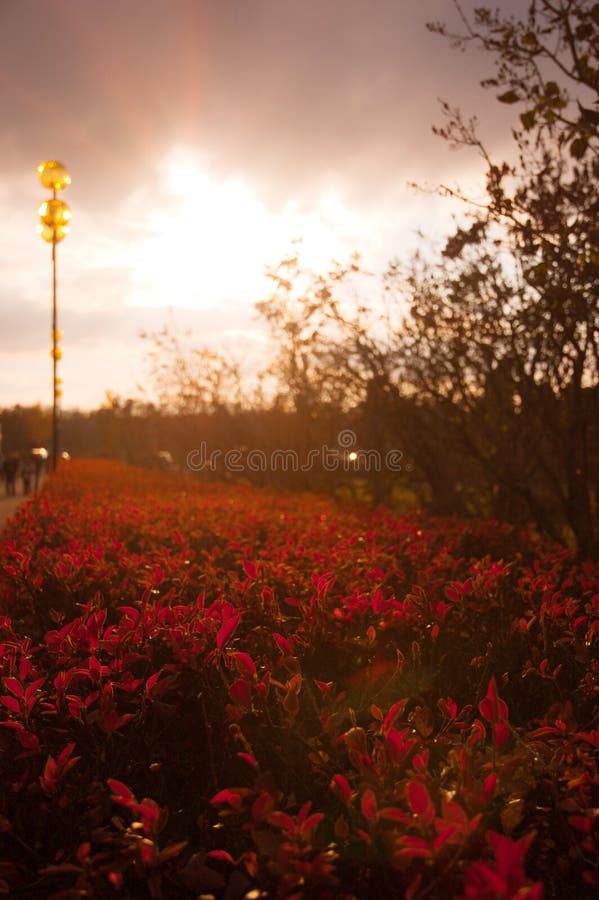 Red bush stock image. Image of color, idyllic, nature - 16773501