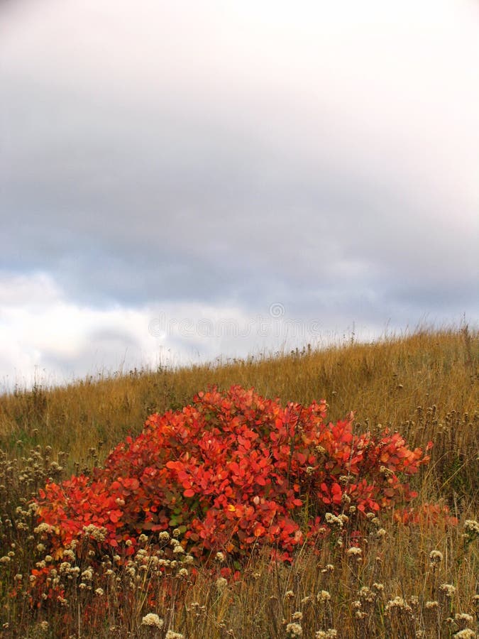 Red Bush in the Autumn Field Stock Image - Image of nature, idyllic ...