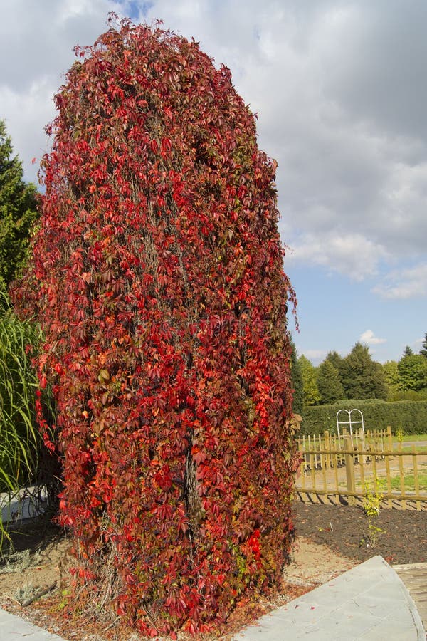 Red bush stock photo. Image of pathway, flower, autumn - 46418596