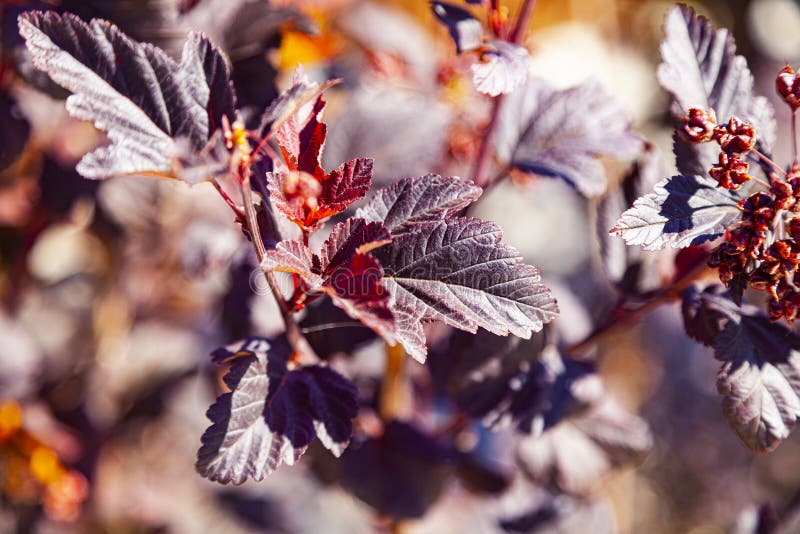 Red Bush, Close-up. Background Stock Image - Image of food, bush: 193303645