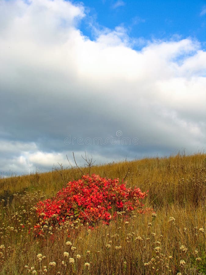 Red Bush and Flowers in the Field Stock Image - Image of blue, bush ...