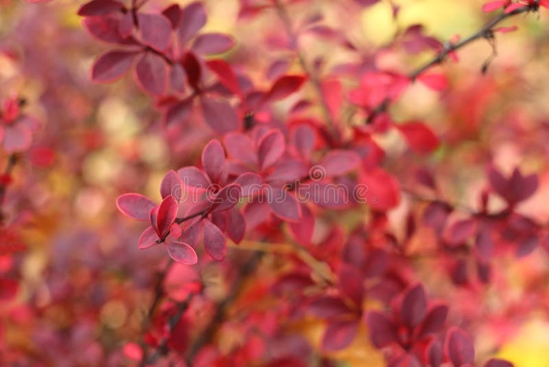Red bush stock photo. Image of herb, bright, autumn, plant - 53049072