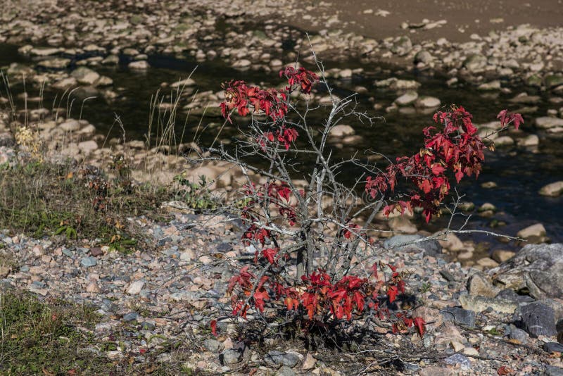 Red Bush on Riverbank stock image. Image of pebbles, vibrant - 90319253