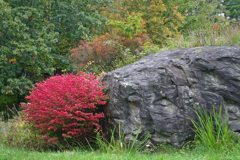 Bush rock in fall stock photo. Image of sunny, covered - 135884898