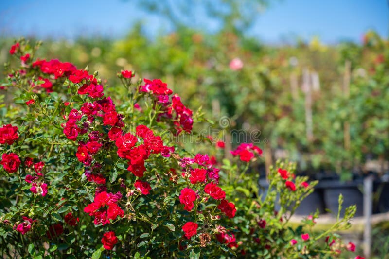 Red Bush Roses in the Garden for Cultivation Stock Image - Image of ...