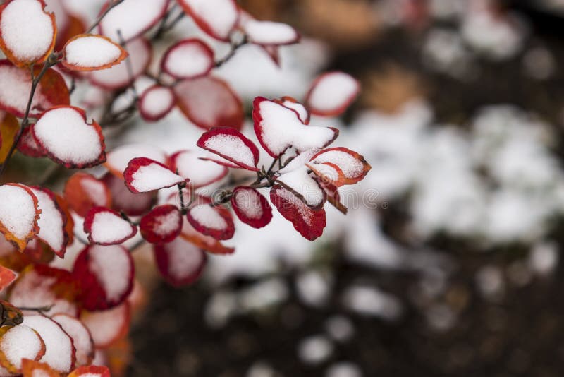 Red Bush with Snow stock image. Image of fall, bush, flower - 46452065