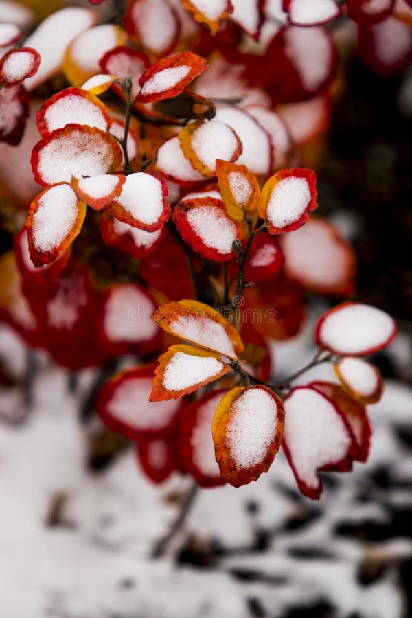 Red Bush with Snow 2 stock photo. Image of leaves, fall - 46452066