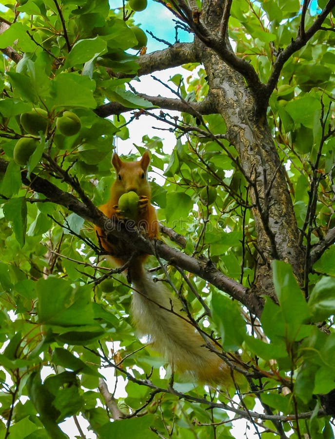 Red Bush Squirrel (Paraxerus Palliatus), Squirrel Eats a Walnut on a ...