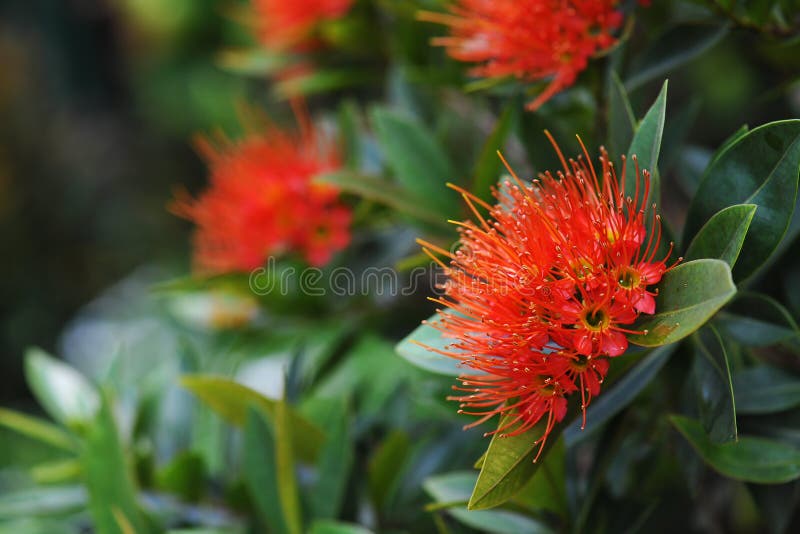 Red Bush Willow or Thai Powderpuff Flower Stock Photo - Image of ...
