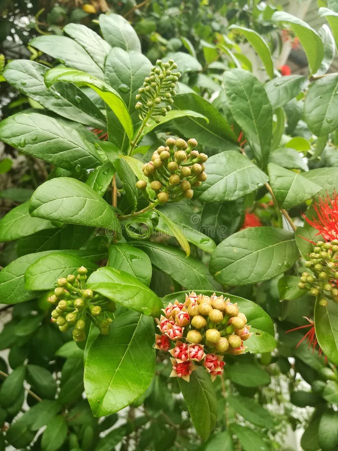 Red bush willow stock photo. Image of bush, color, combretum - 92582568
