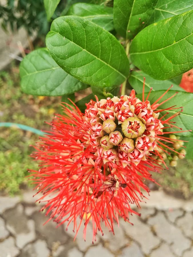 Red bush willow stock photo. Image of bush, color, combretum - 92582568