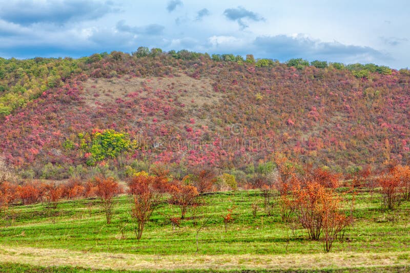 Red Bushes on the Green Hill Stock Image - Image of people, fall: 161683699