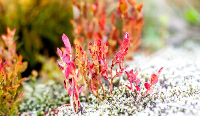 Red bushes of huckleberry stock photo. Image of organic - 71064486